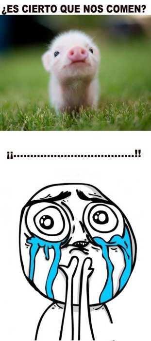 aaaawwwwwwwwww lindo cerdito - Meme subido por edisonmb3 :) Memedroid