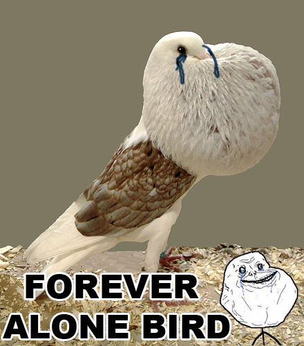 pajaro alone - Meme subido por markrj15 :) Memedroid