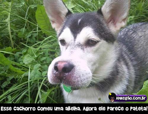 kkkk pateta dog - Meme subido por Cauan_Am :) Memedroid