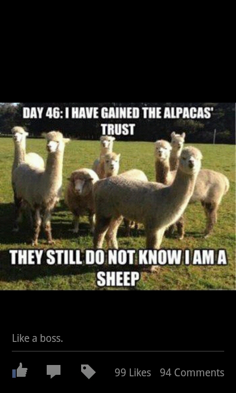 Alpacas - Meme by Sockee :) Memedroid