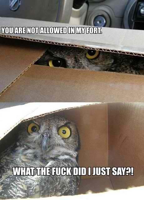 Hoot hoot Motha! - Meme by bunybabe89 :) Memedroid