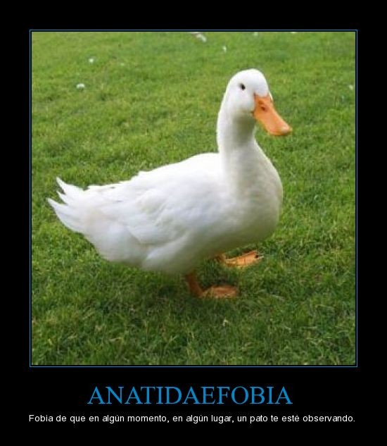 pato - Meme subido por andres.troll :) Memedroid