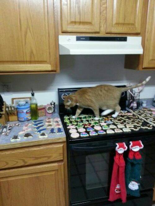 troll cat - Meme by jere17 :) Memedroid