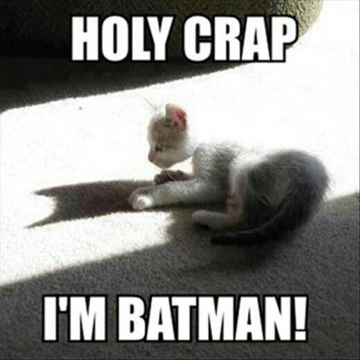 BatCat - Meme by deesy :) Memedroid