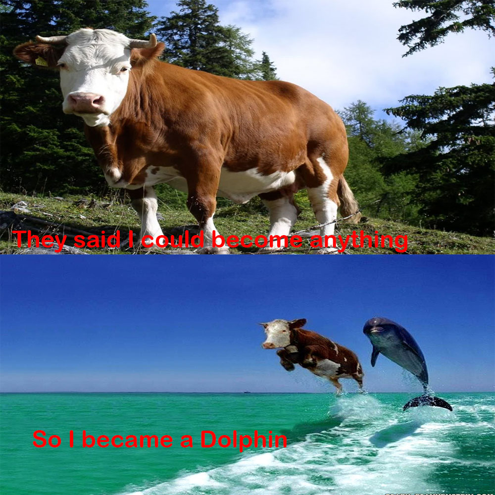 dolphin tales - Meme by mclovin0528 :) Memedroid